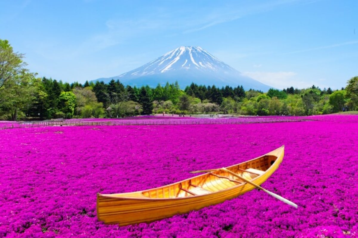 山梨県・富士本栖湖リゾート、4月15日より「2023富士芝桜まつり」開幕 花のじゅうたんに浮かぶ”小舟”が登場 | AMP[アンプ ...